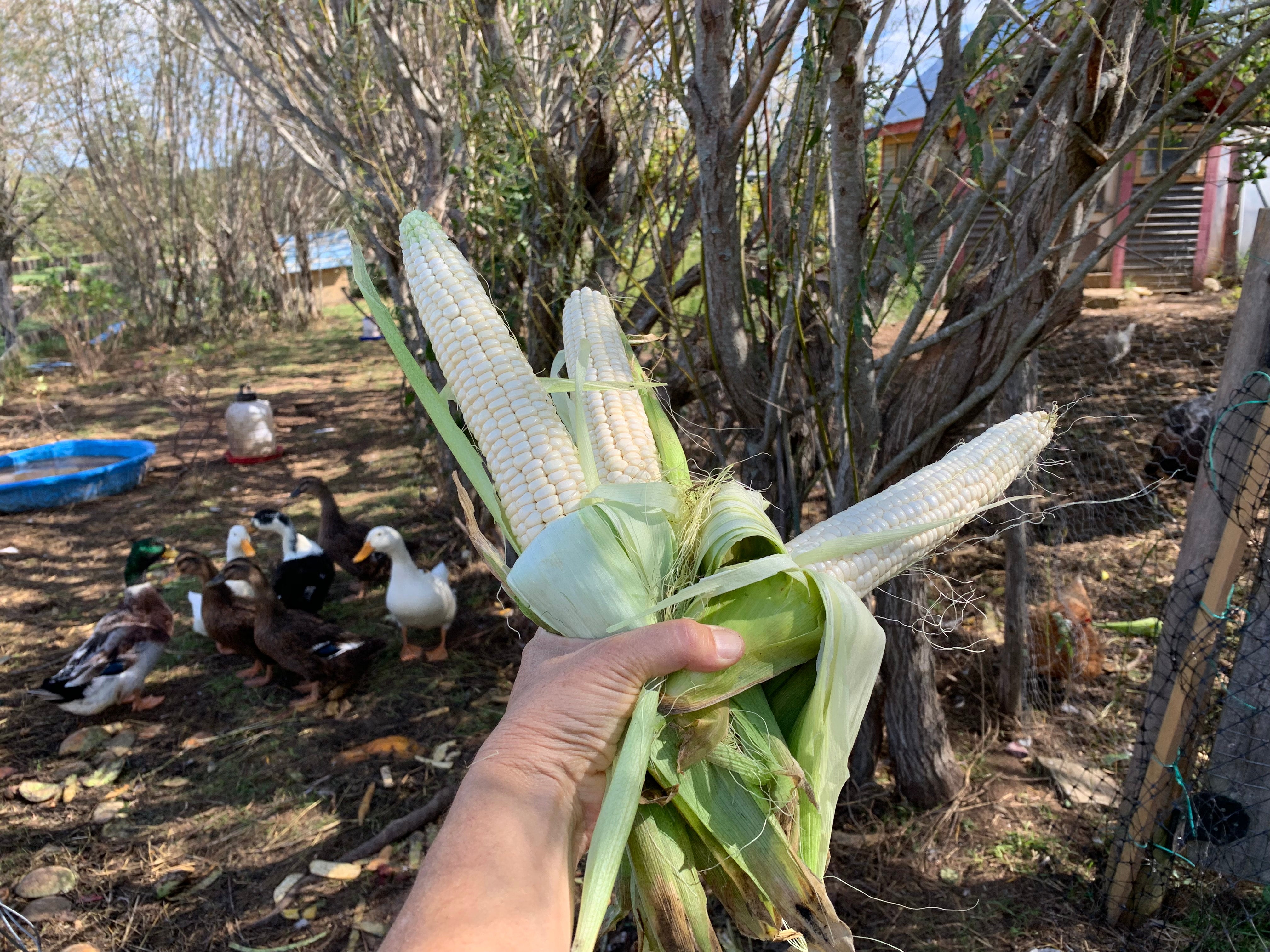 Iroquois White Corn | Seed to Seed