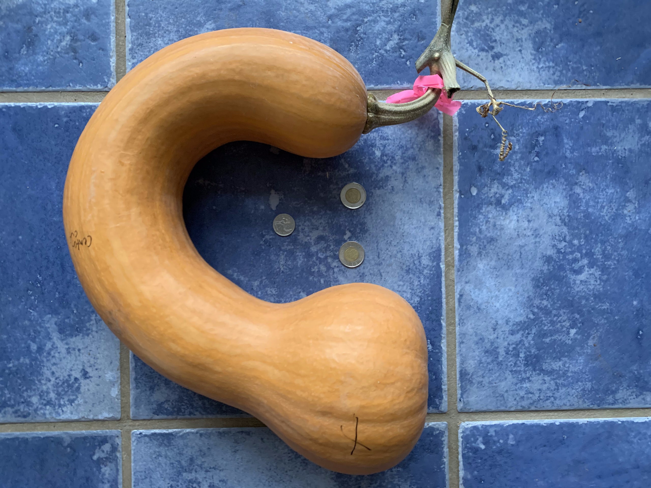 Center Cut | Seed to Seed